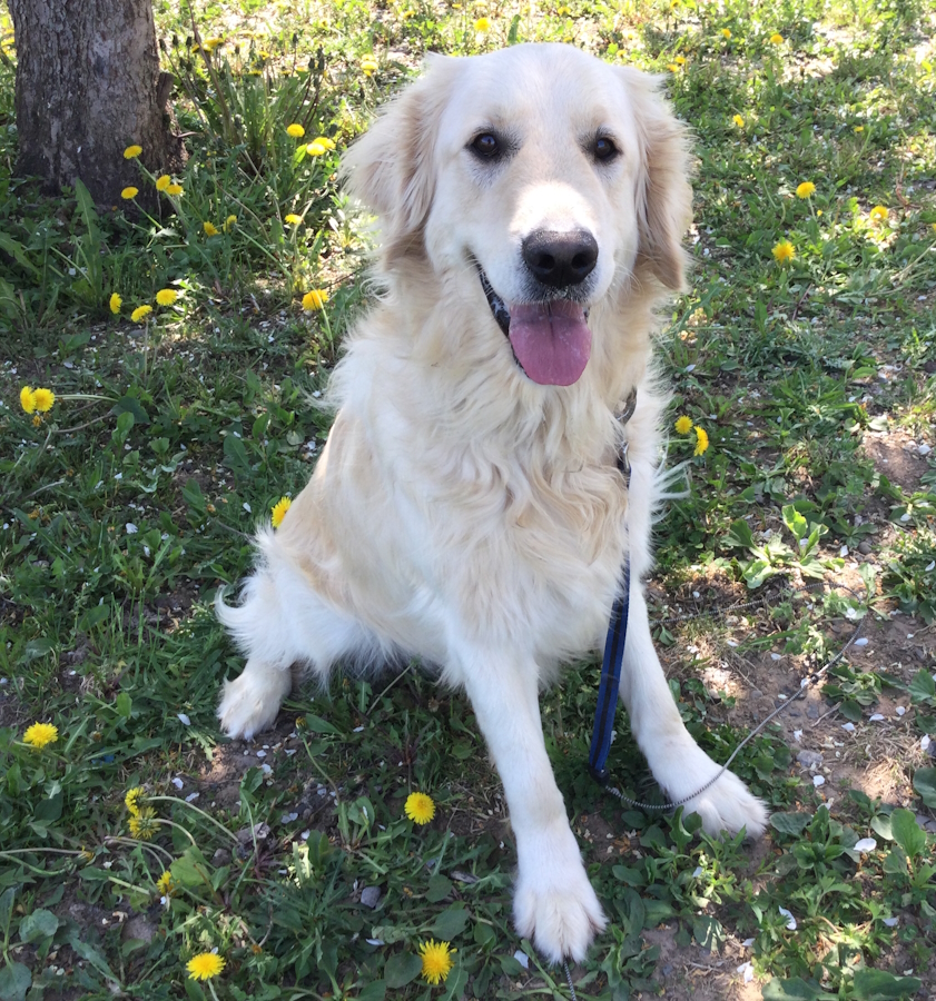 #23-03 - Secours Golden Retriever Rescue Québec